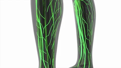 Science Anatomy Scan Of Woman Heart And ... | Stock Video | Pond5