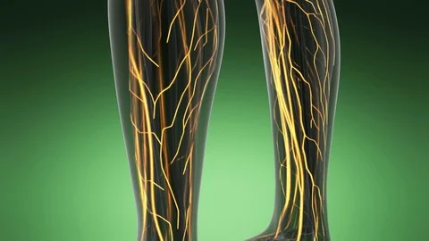 science anatomy scan of woman heart and ... | Stock Video | Pond5