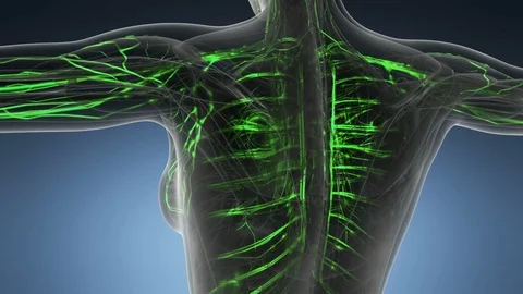 science anatomy scan of woman heart and ... | Stock Video | Pond5