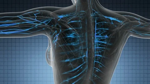 science anatomy scan of woman heart and ... | Stock Video | Pond5