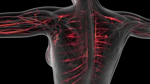 science anatomy scan of woman heart and ... | Stock Video | Pond5