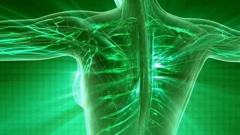 science anatomy scan of woman heart and ... | Stock Video | Pond5