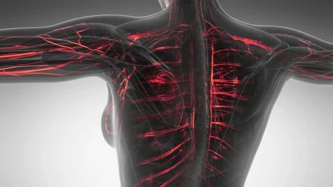 science anatomy scan of woman heart and ... | Stock Video | Pond5