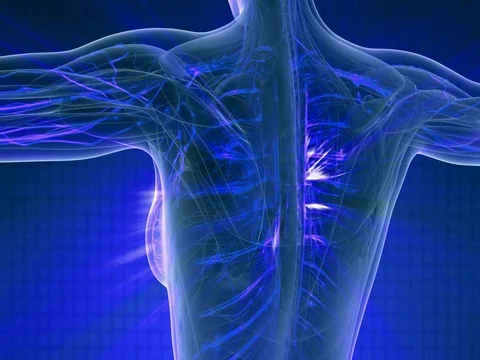 science anatomy scan of woman heart and ... | Stock Video | Pond5