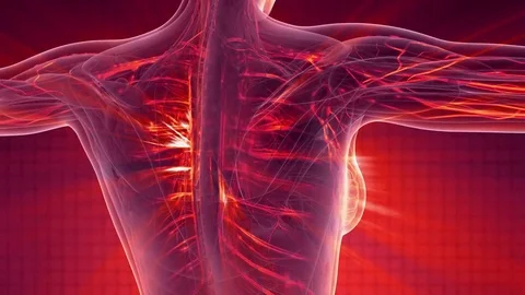 science anatomy scan of woman heart and ... | Stock Video | Pond5