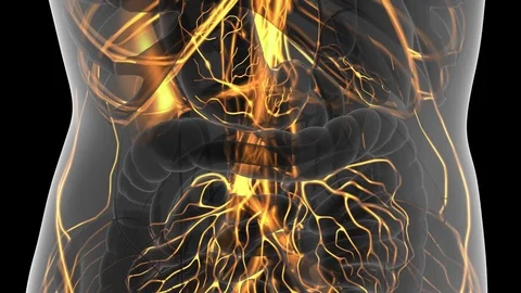 science anatomy scan of woman heart and ... | Stock Video | Pond5