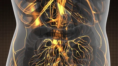 science anatomy scan of woman heart and ... | Stock Video | Pond5