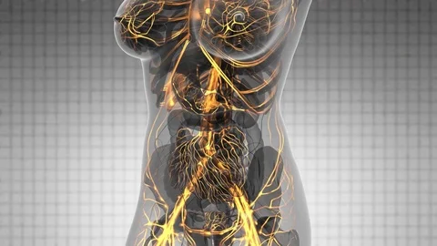 science anatomy scan of woman heart and ... | Stock Video | Pond5