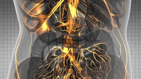 science anatomy scan of woman heart and ... | Stock Video | Pond5
