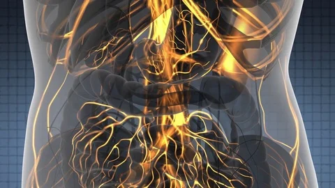 science anatomy scan of woman heart and ... | Stock Video | Pond5