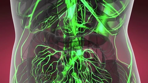 science anatomy scan of woman heart and ... | Stock Video | Pond5