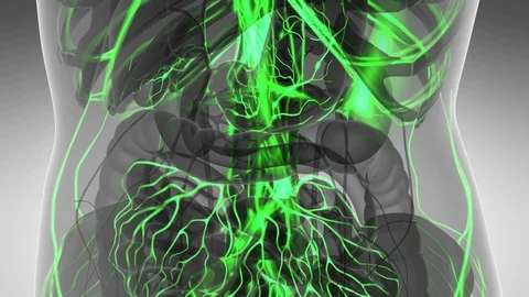 science anatomy scan of woman heart and ... | Stock Video | Pond5