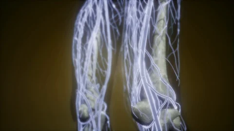 science anatomy scan of woman heart and ... | Stock Video | Pond5