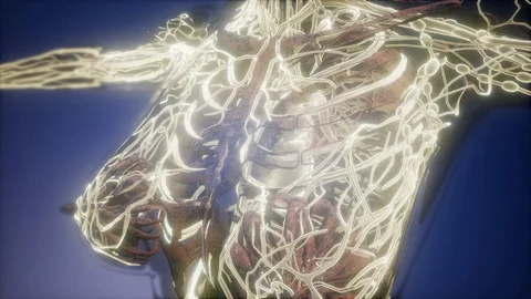 science anatomy scan of woman heart and ... | Stock Video | Pond5