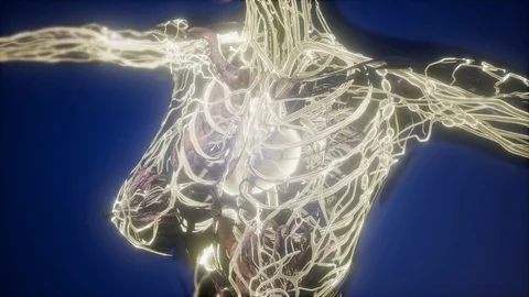 science anatomy scan of woman heart and ... | Stock Video | Pond5