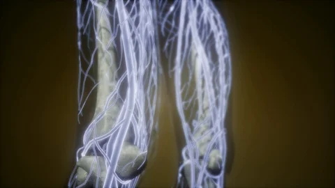 science anatomy scan of woman heart and ... | Stock Video | Pond5