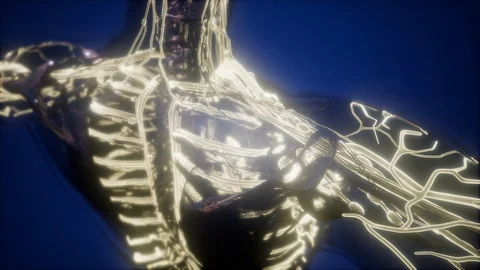 science anatomy scan of woman heart and ... | Stock Video | Pond5