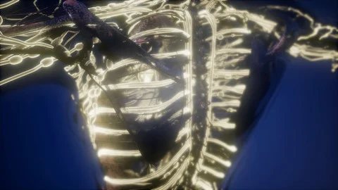 science anatomy scan of woman heart and ... | Stock Video | Pond5