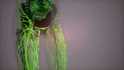 science anatomy scan of woman heart and ... | Stock Video | Pond5