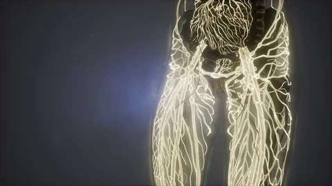 science anatomy scan of woman heart and ... | Stock Video | Pond5
