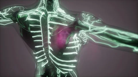 science anatomy scan of woman heart and ... | Stock Video | Pond5