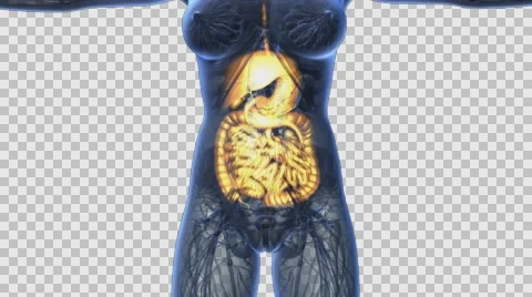 science anatomy of woman body with glow ... | Stock Video | Pond5