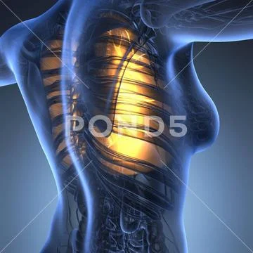 Science anatomy of woman body with glow lungs science anatomy of woman ...