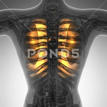 Science anatomy of woman body with glow lungs science anatomy of woman ...