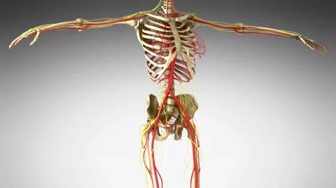 science footage of full body anatomy | Stock Video | Pond5