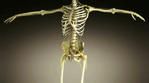 Science Body Organs Stock Videos – Royalty-Free HD & 4K Videos | Page 6