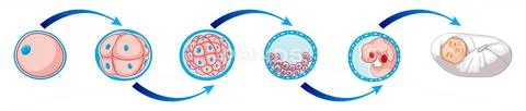 Sciene diagram showing how child is born Illustration #83233124