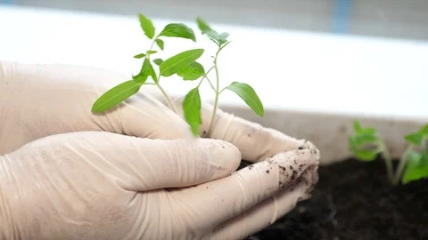 scientist conducts experiments on plant ... | Stock Video | Pond5