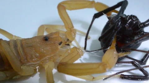 scorpion eating black widow | Stock Video | Pond5