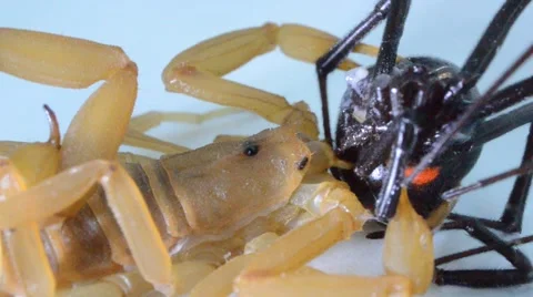 scorpion eating black widow | Stock Video | Pond5