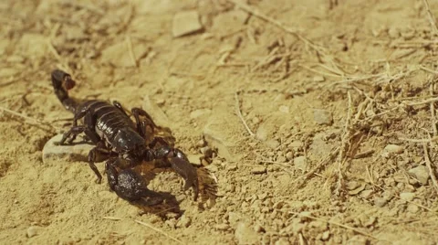 Hoyts Cinemas Stock Videos – Royalty-Free HD & 4K Videos | Pond5