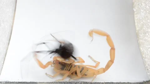 scorpion stings and rips leg off of blac... | Stock Video | Pond5