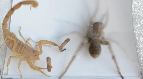 scorpion vs. wolf spider | Stock Video | Pond5