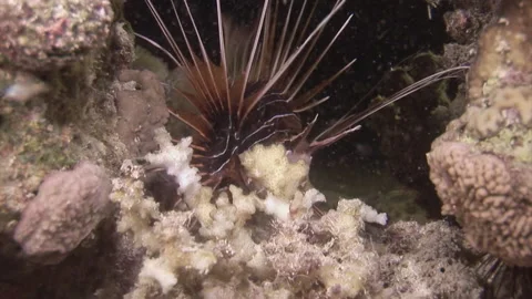 Scorpionfish lionfish on pink tropical c... | Stock Video | Pond5