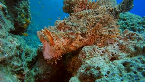 Scorpionfish in the Red Sea Yawning | Stock Video | Pond5