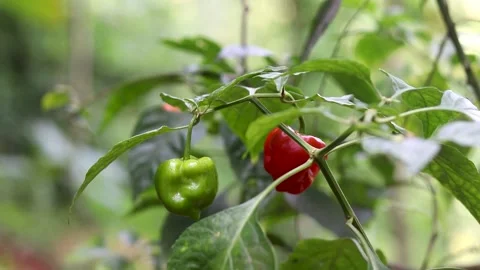 Chili Peppers Documentary Stock Videos – Royalty-Free HD & 4K Videos ...