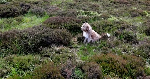 Scottish Dog Stock Videos – Royalty-Free HD & 4K Videos