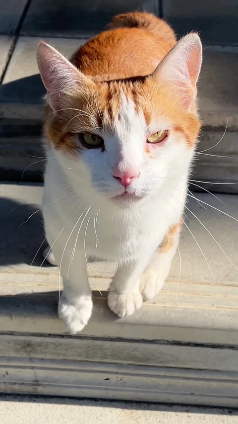 Fold Folded Stock Videos – Royalty-Free HD & 4K Videos | Pond5