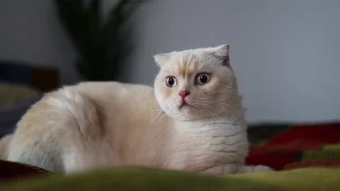 Scottish fold cat with white merle coat.... | Stock Video | Pond5