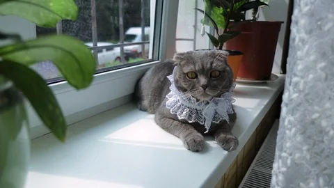 Scottish grey fold cat with a garter aro... | Stock Video | Pond5