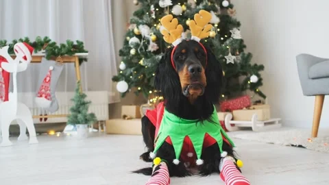 Scottish Dog Stock Videos – Royalty-Free HD & 4K Videos