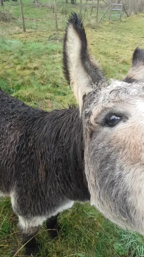 Scratching Donkeys Face | Stock Video | Pond5