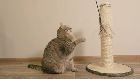 Scratching post. The cat scratches the s... | Stock Video | Pond5