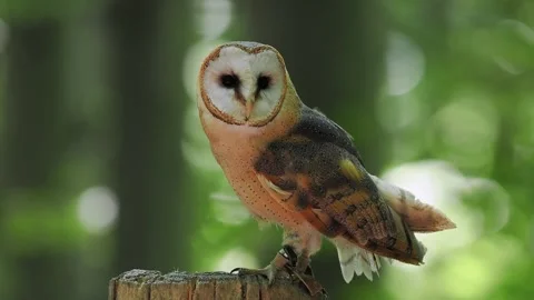screaming barn owl, spotted against blur... | Stock Video | Pond5