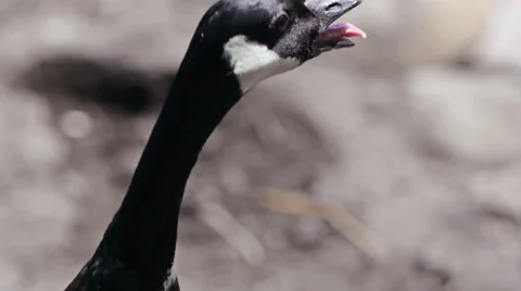 Duck Screaming Stock Videos – Royalty-Free HD & 4K Videos | Pond5