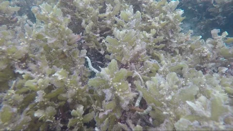 Scribbled pipefish, underwater close up ... | Stock Video | Pond5